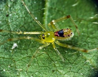 Real Life Fantasy: Mirror Spiders - Brent Weeks