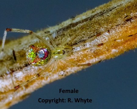 Real Life Fantasy: Mirror Spiders - Brent Weeks